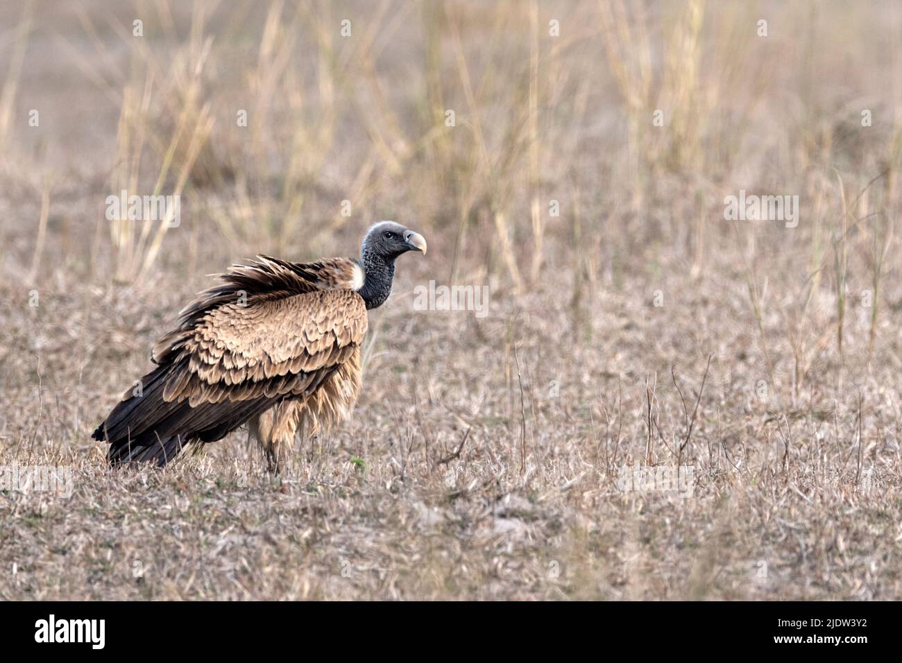 Indian vulture hi-res stock photography and images - Alamy