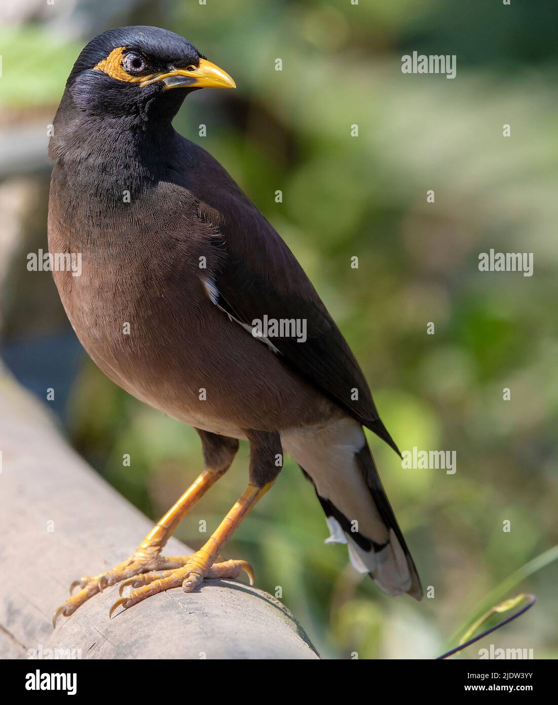 Common myna (Acridotheres tristis) from Kaziranga National Park, Assam ...