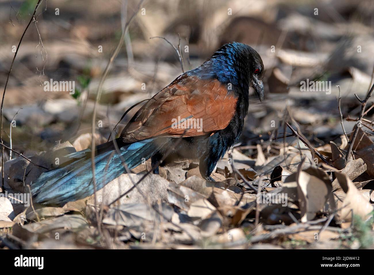 Greater coucal (Centropus sinensis) from Pench National Park, Madhya ...