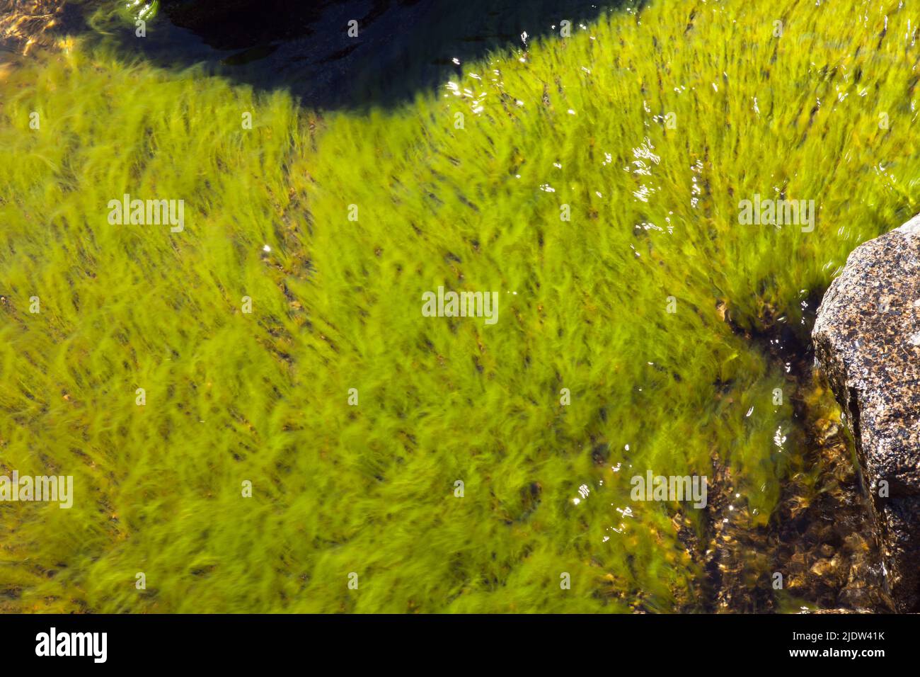 Coast, seaweed, or wrack and stones in closeup. Waves roll in, some ...