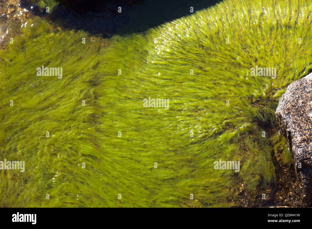 Coast, seaweed, or wrack and stones in closeup. Waves roll in, some ...