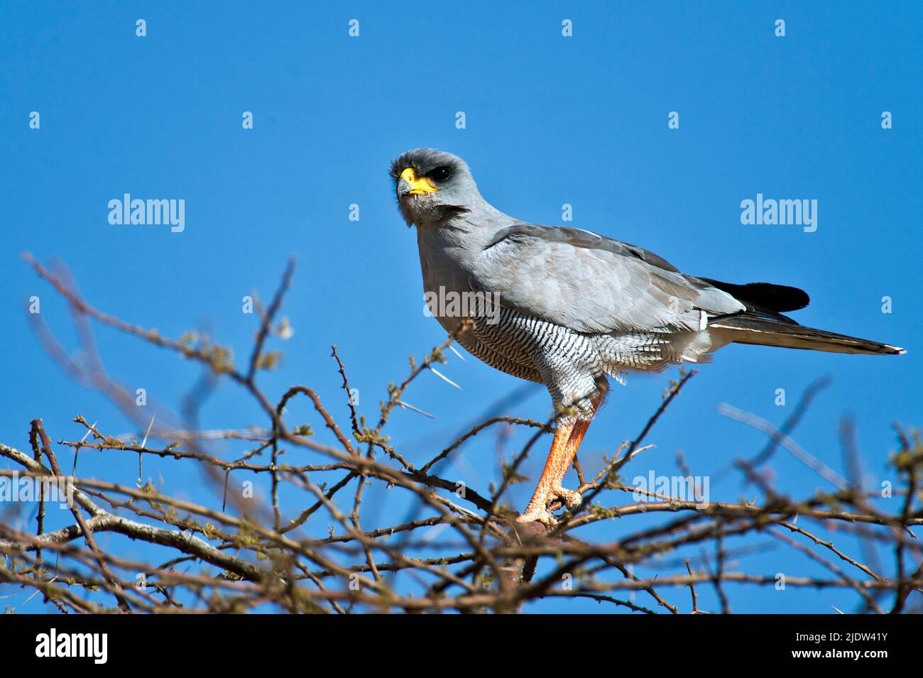 The eastern chanting goshawk hi-res stock photography and images - Alamy