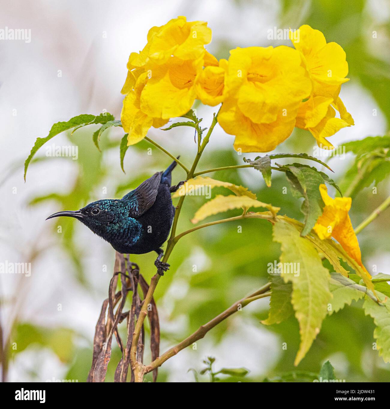 Purple sunbird (Cinnyris asiaticus) from Chanoud, Rajasthan, India ...