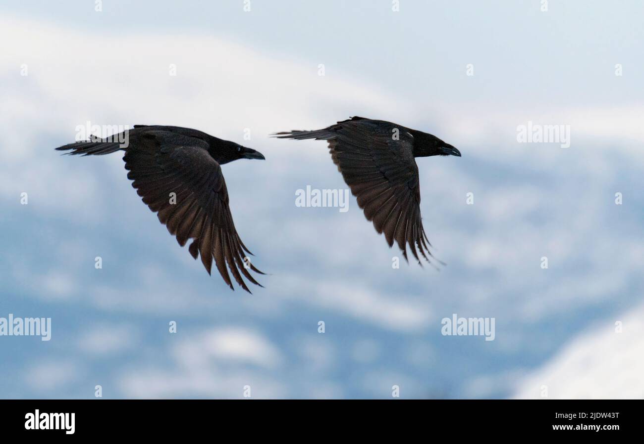 Common ravens flying hi-res stock photography and images - Alamy