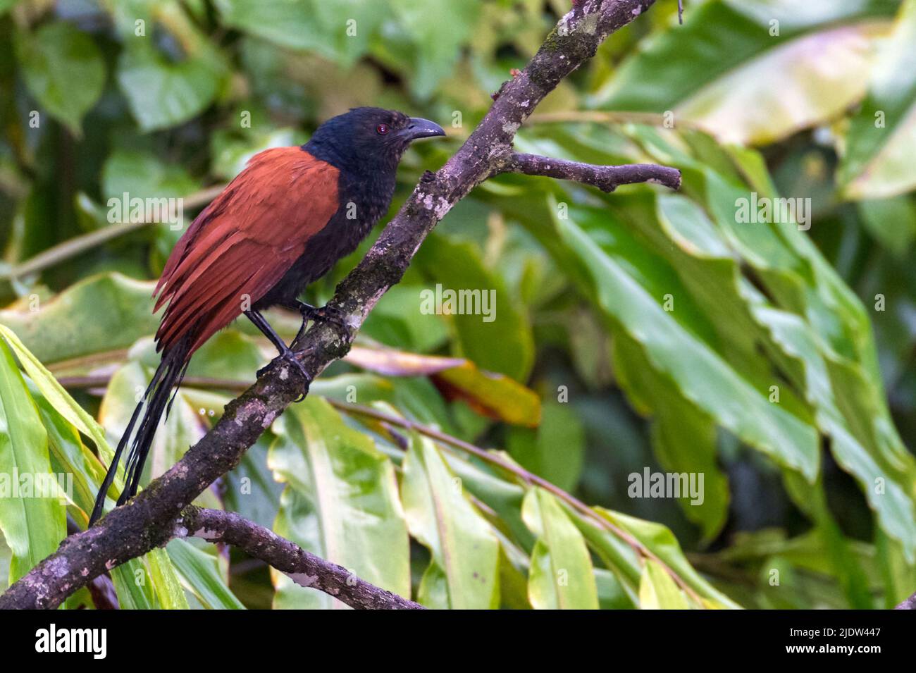 Greater coucal (Centropus sinensis) from Deramakot Forest Reserve ...