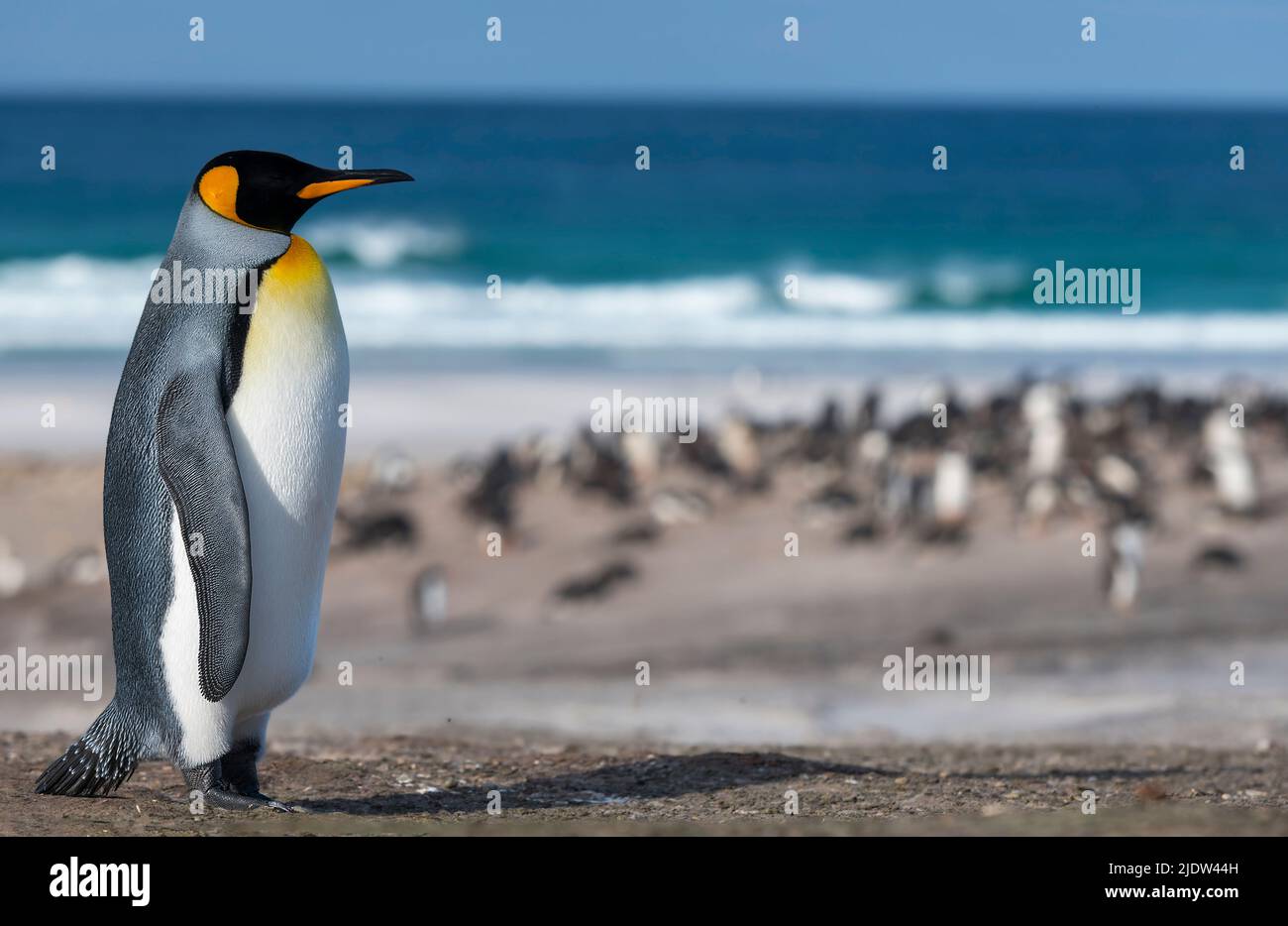 King penguin (Aptenodytes patagonicus patagonicus) from The Neck ...