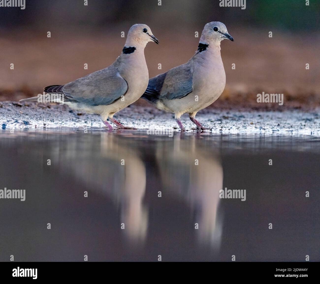 Ring-necked doves (Streptopelia capicola) from Zimanga, South Africa ...