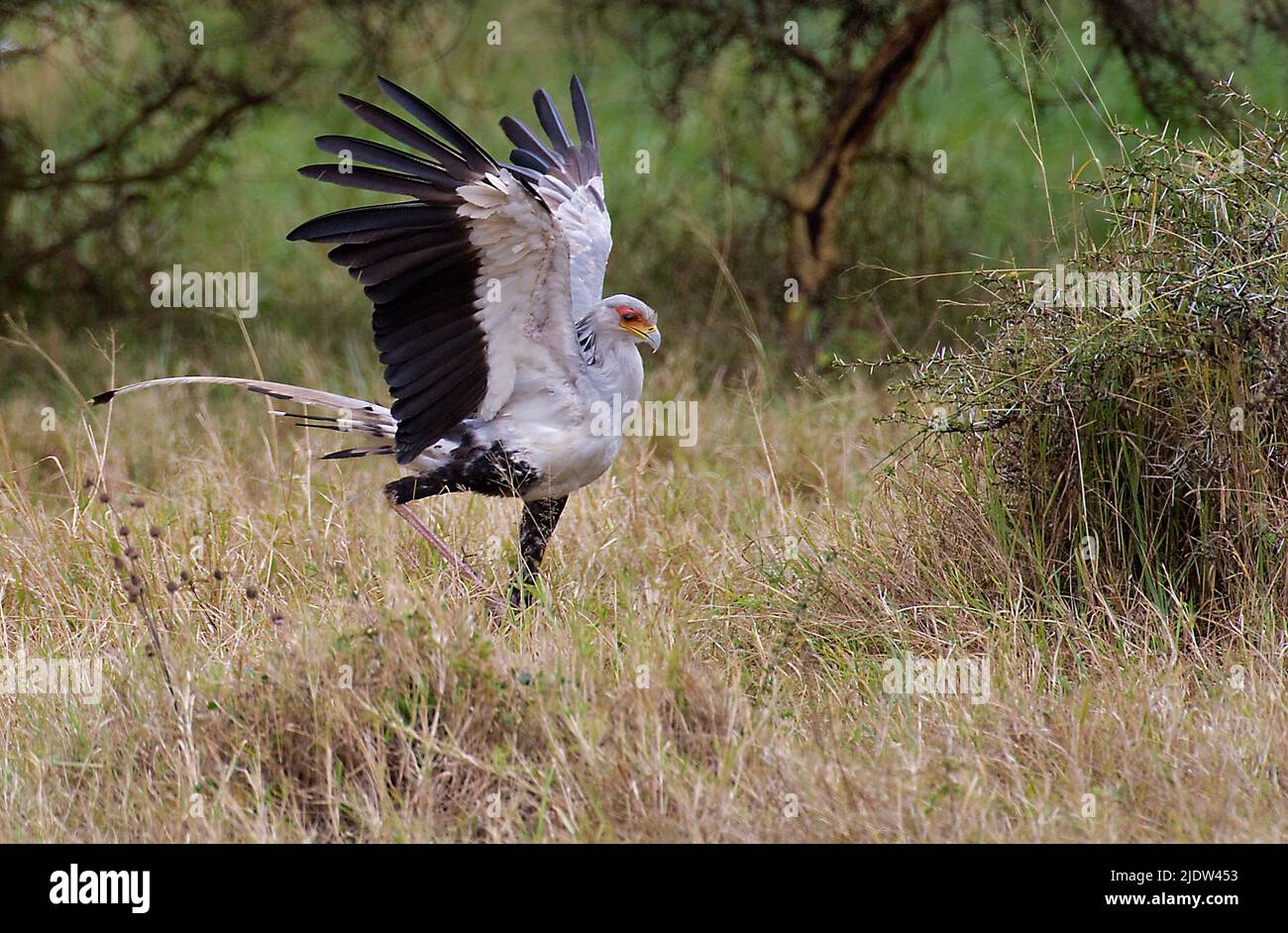 Secretary Bird (Sagittaria serpentaria) hunting for snakes in Solio ...