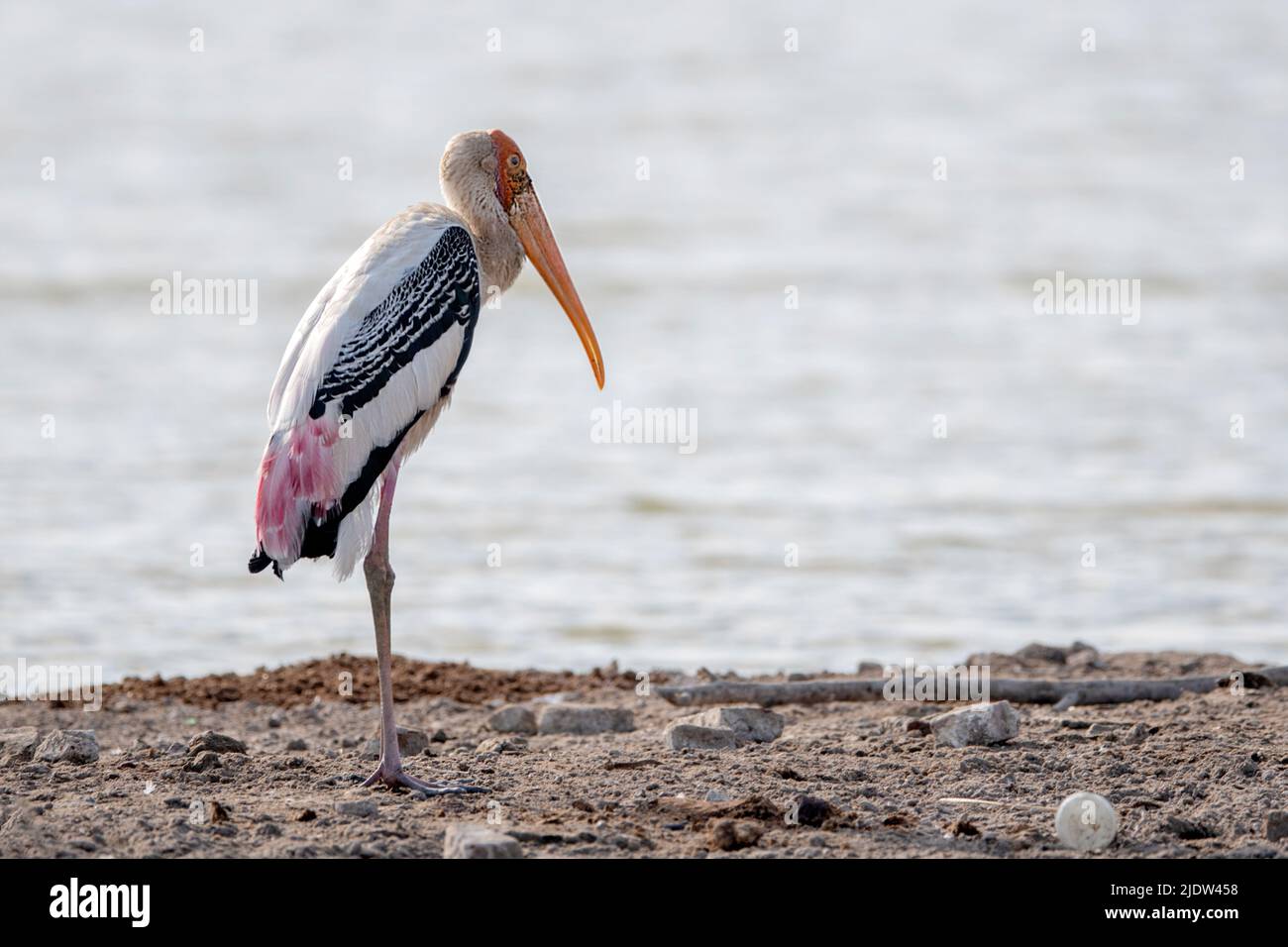 Painted stork (Mycteria leucocephala) from Jawai area, Rajasthan, India ...