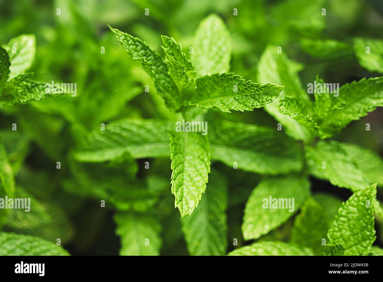 Fresh green peppermint leaves close-up as natural background Stock ...