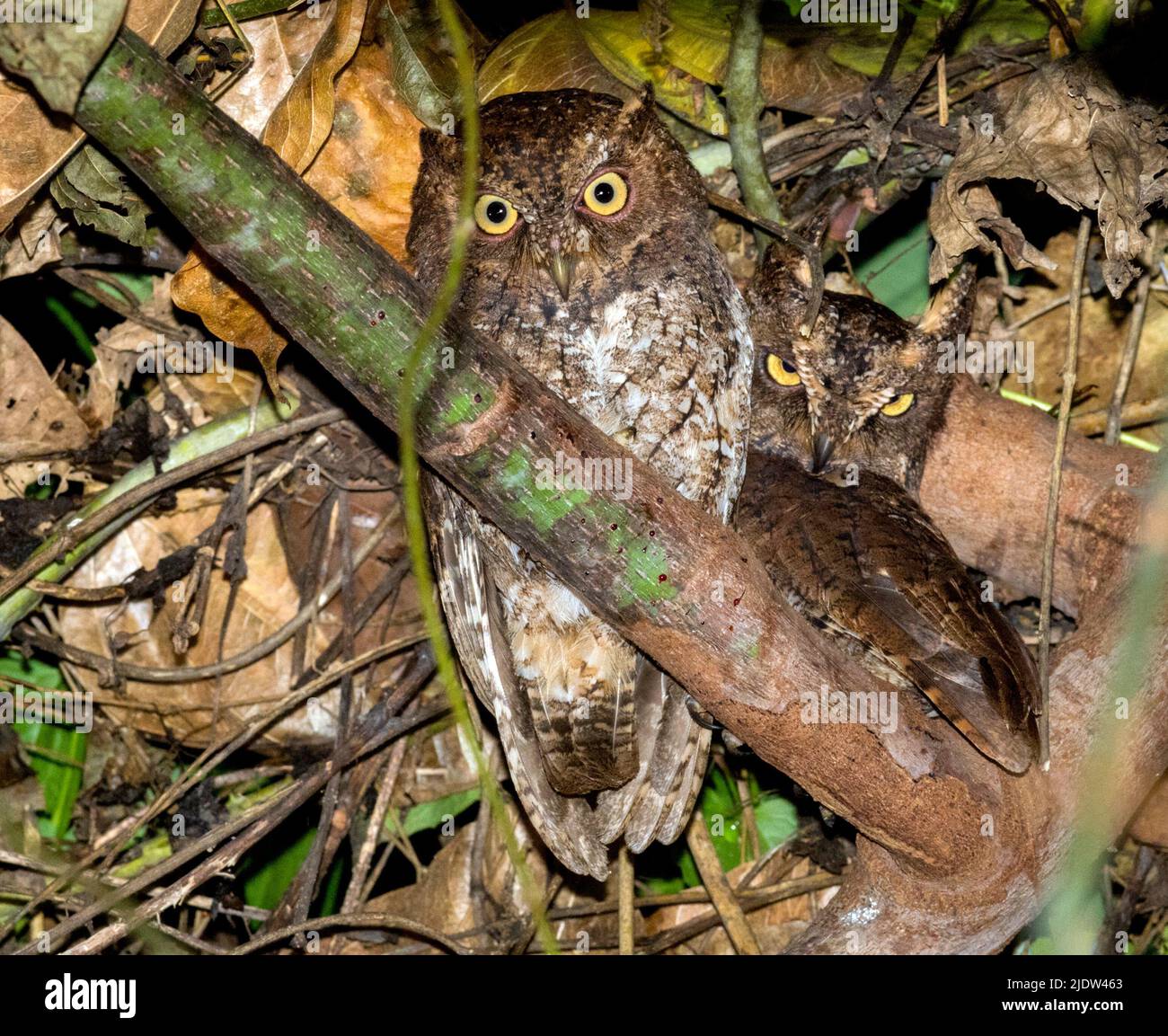 Indonesia scops owl hi-res stock photography and images - Alamy