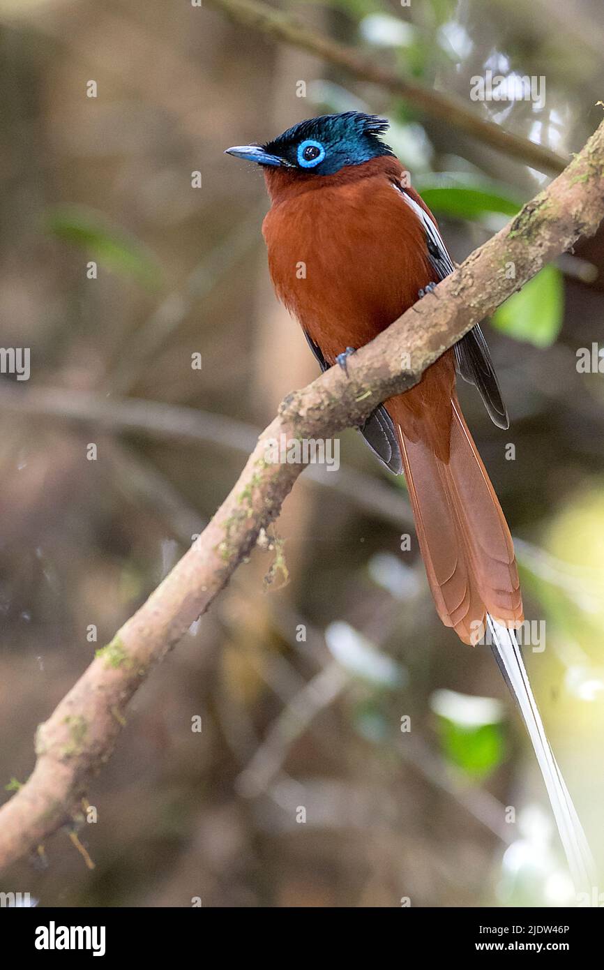 Male of the malagasy paradise flycatcher (Terpsiphone mutata, red morph ...