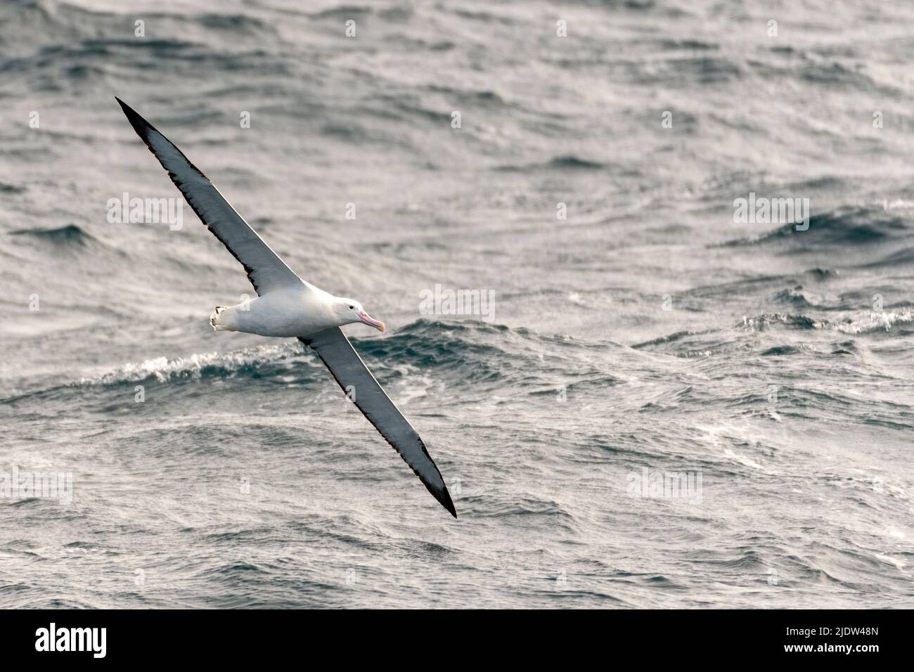 Southern Royal Albatross (Diomedea epomophora) in the Drake Passage ...