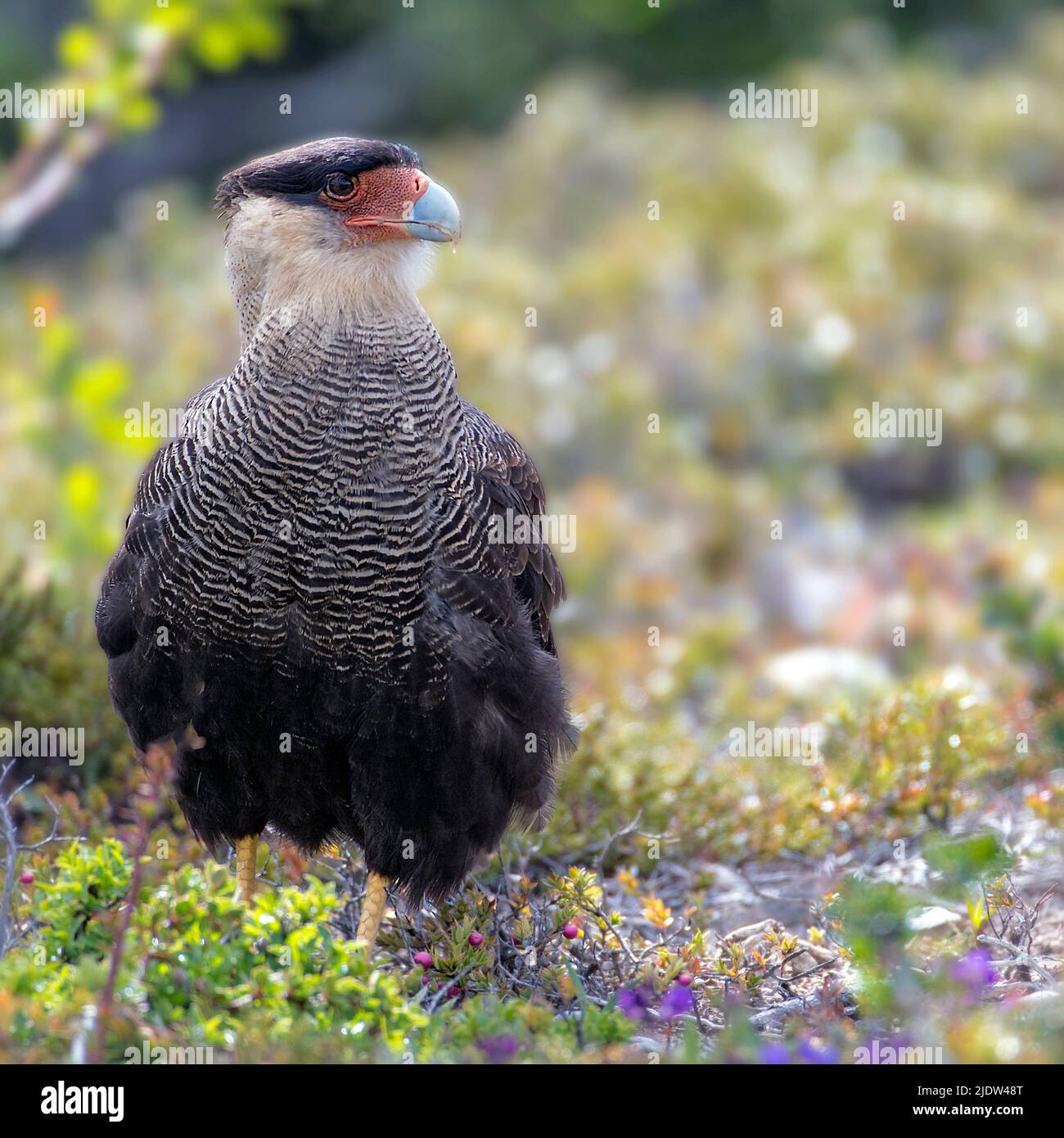 Juvenile southern crested caracara (Caracara plancus) from Torres del ...