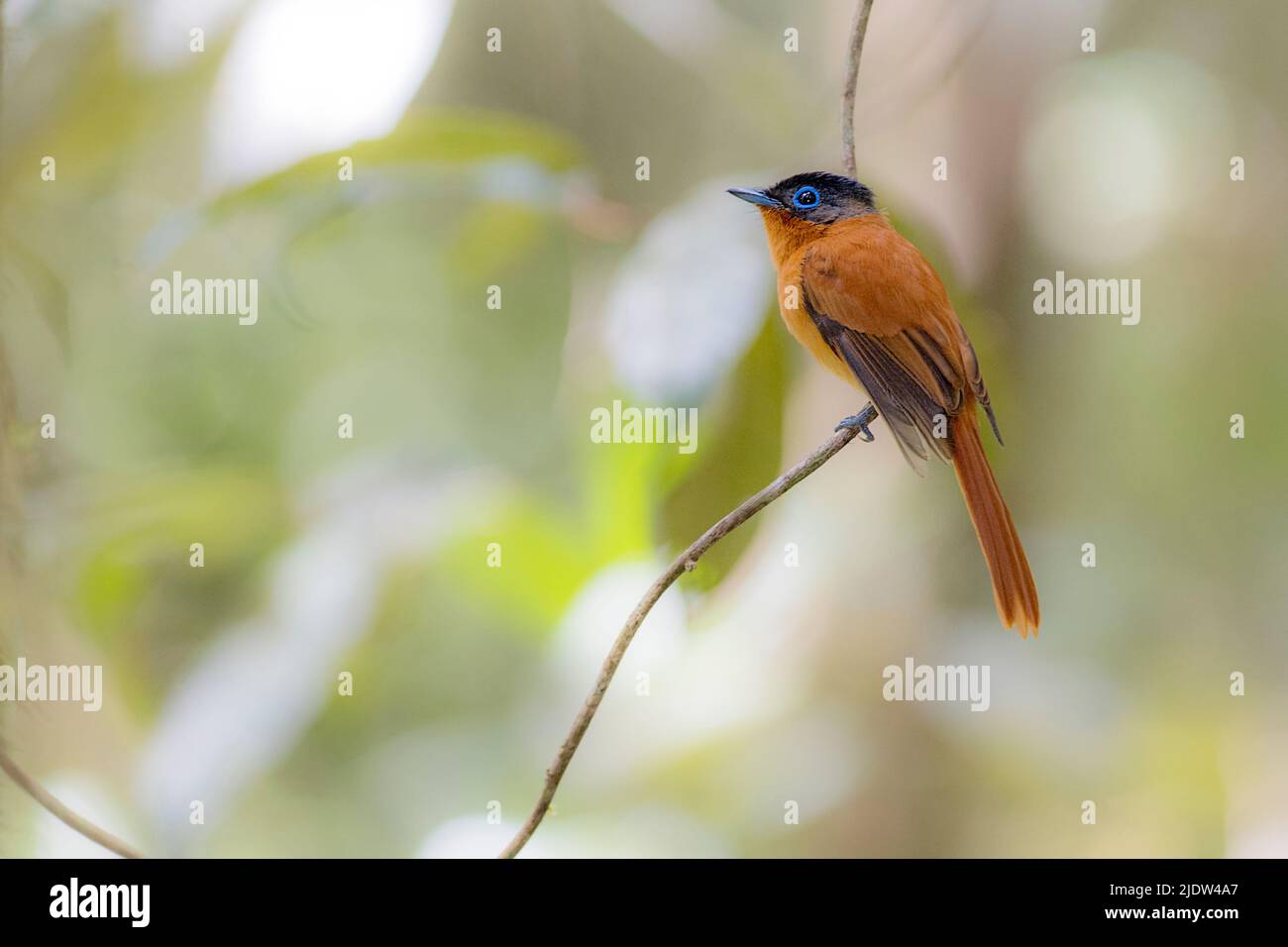 Female of the malagasy paradise flycatcher (Terpsiphone mutata, red ...