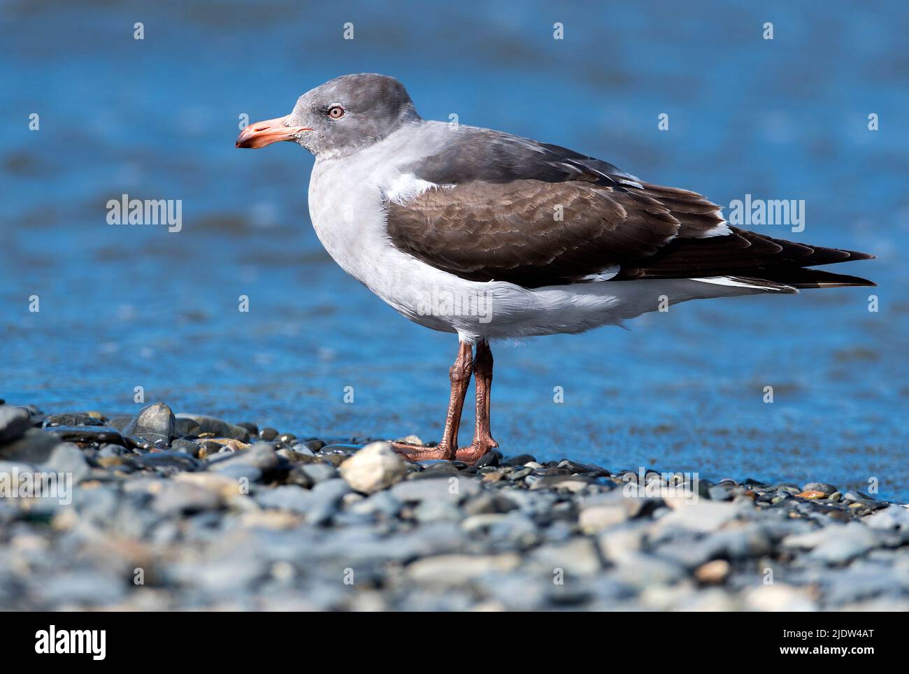 Subadult Dolphin Gull (Leucophaeus scoresbii) from Puerto Natales ...
