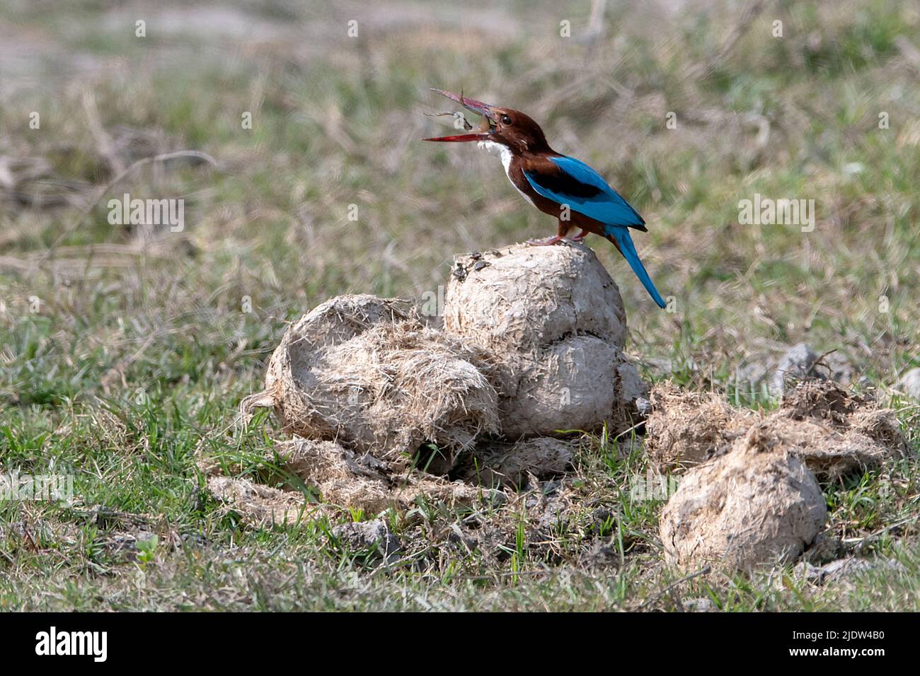 Indian Wild Buffalo (Bulbalus arnee) feeding on a frog in Kaziranga ...