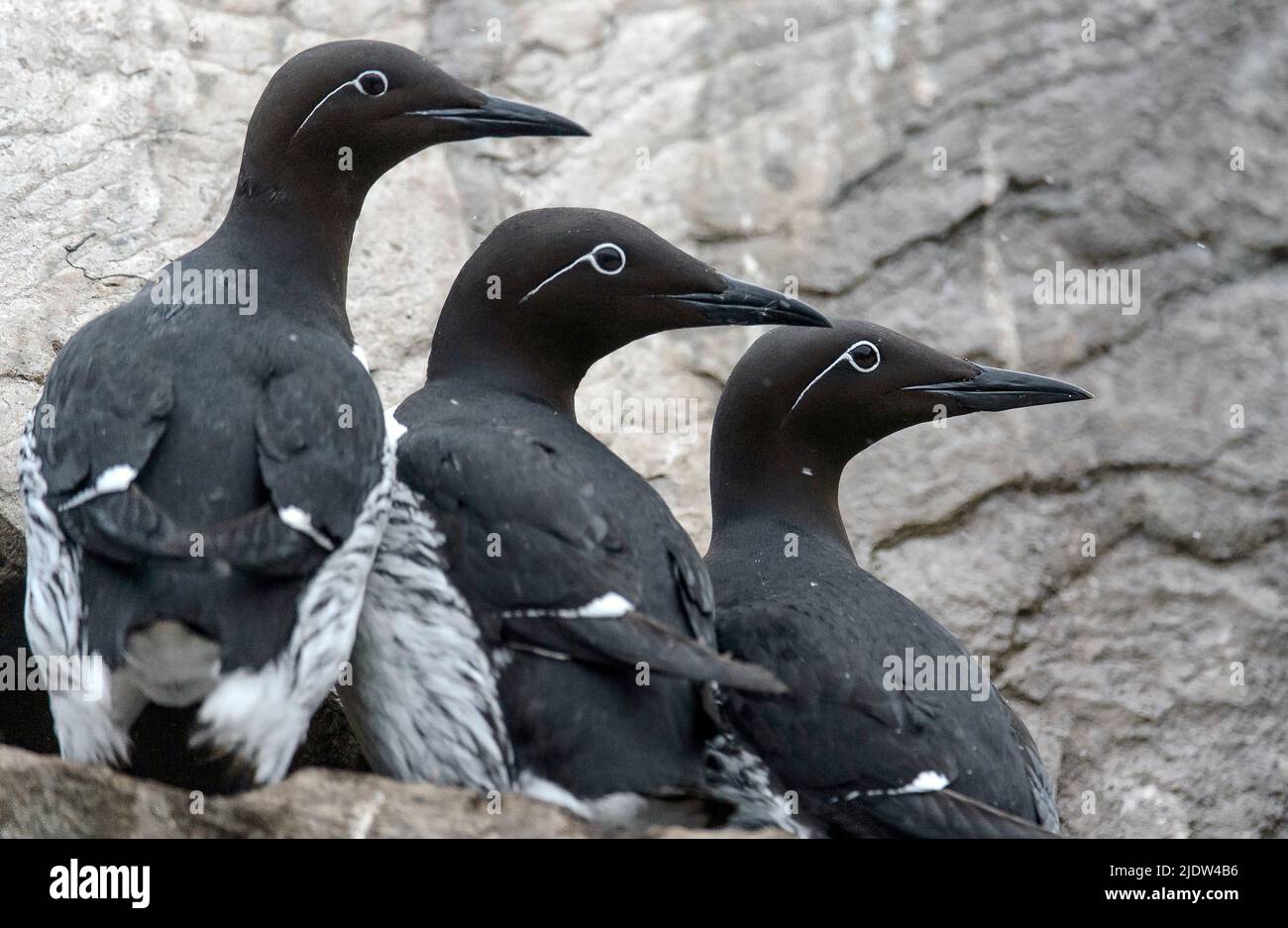 Common murre (Uria aalgae) in the bird cliff of Hornøya, Finnmark ...