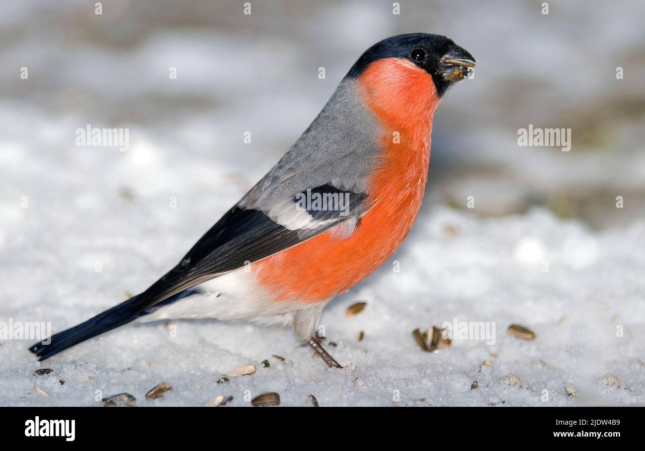 Finkefamilien hi-res stock photography and images - Alamy