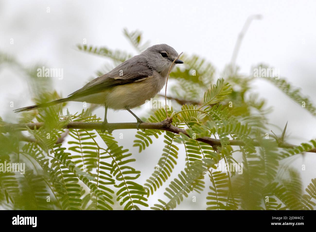 Common chiffchaff (Phylloscopus collybita) from Jawai, RRajasthan ...