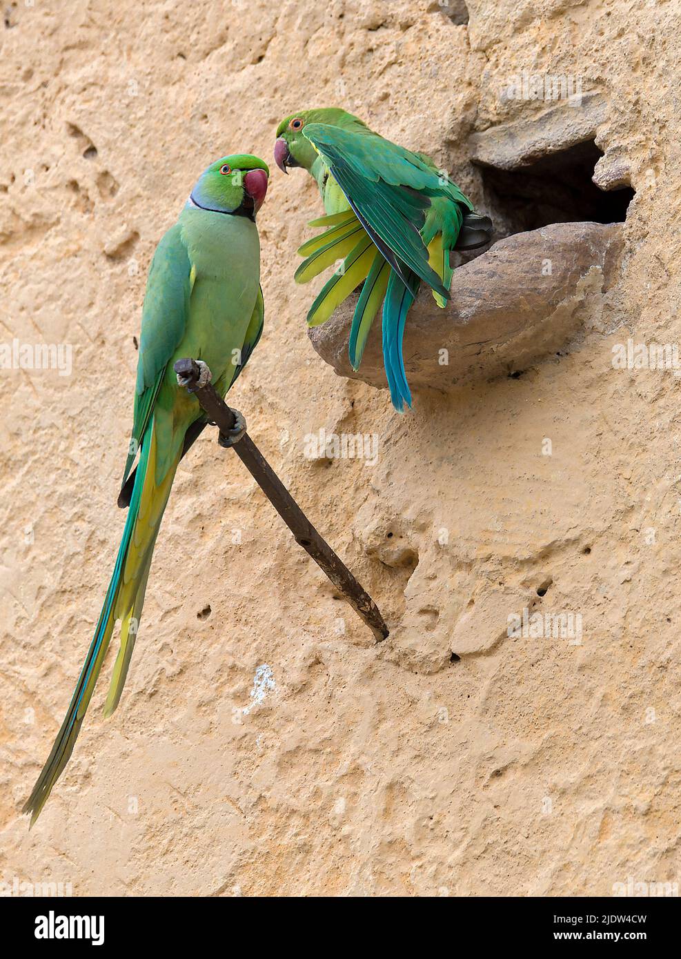 Halsbandparakit hi-res stock photography and images - Alamy