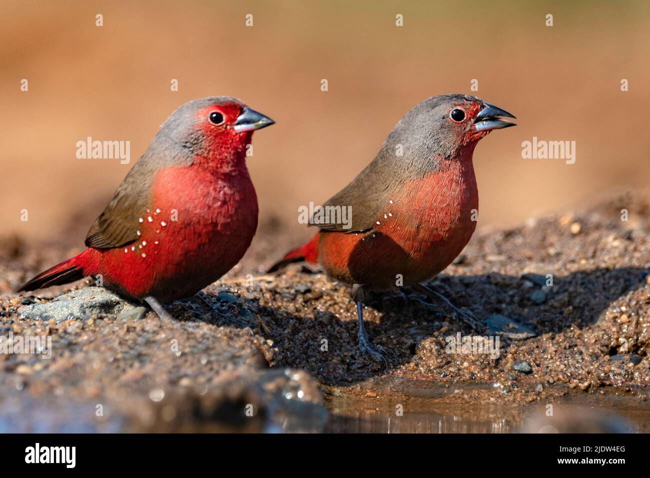 Pair of African firefinches (Lagonosticta rubricata) from Zimanga ...