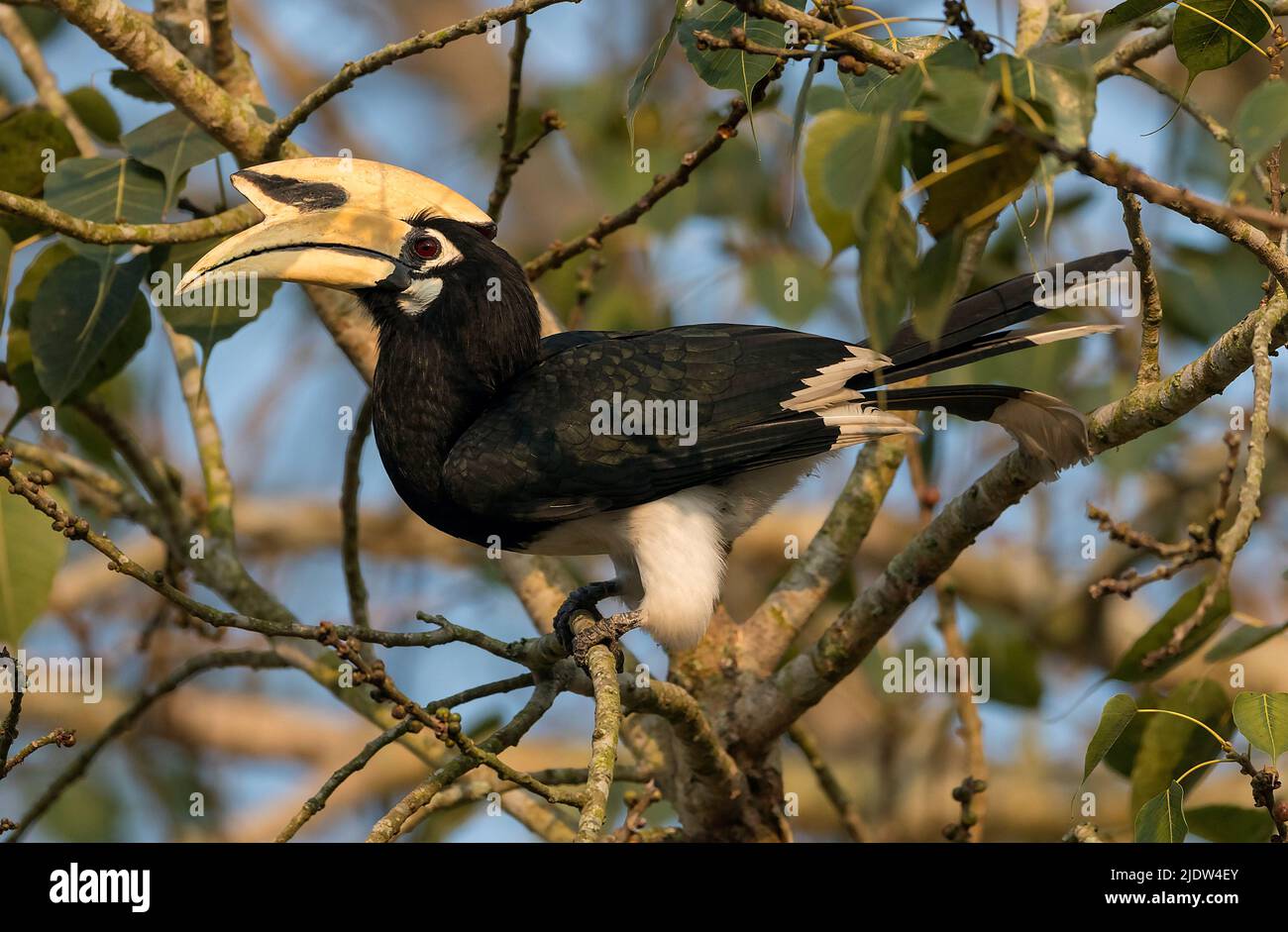 Oriental pied hornbill (Anthracoceros albirostris) from Kaziranga NP ...