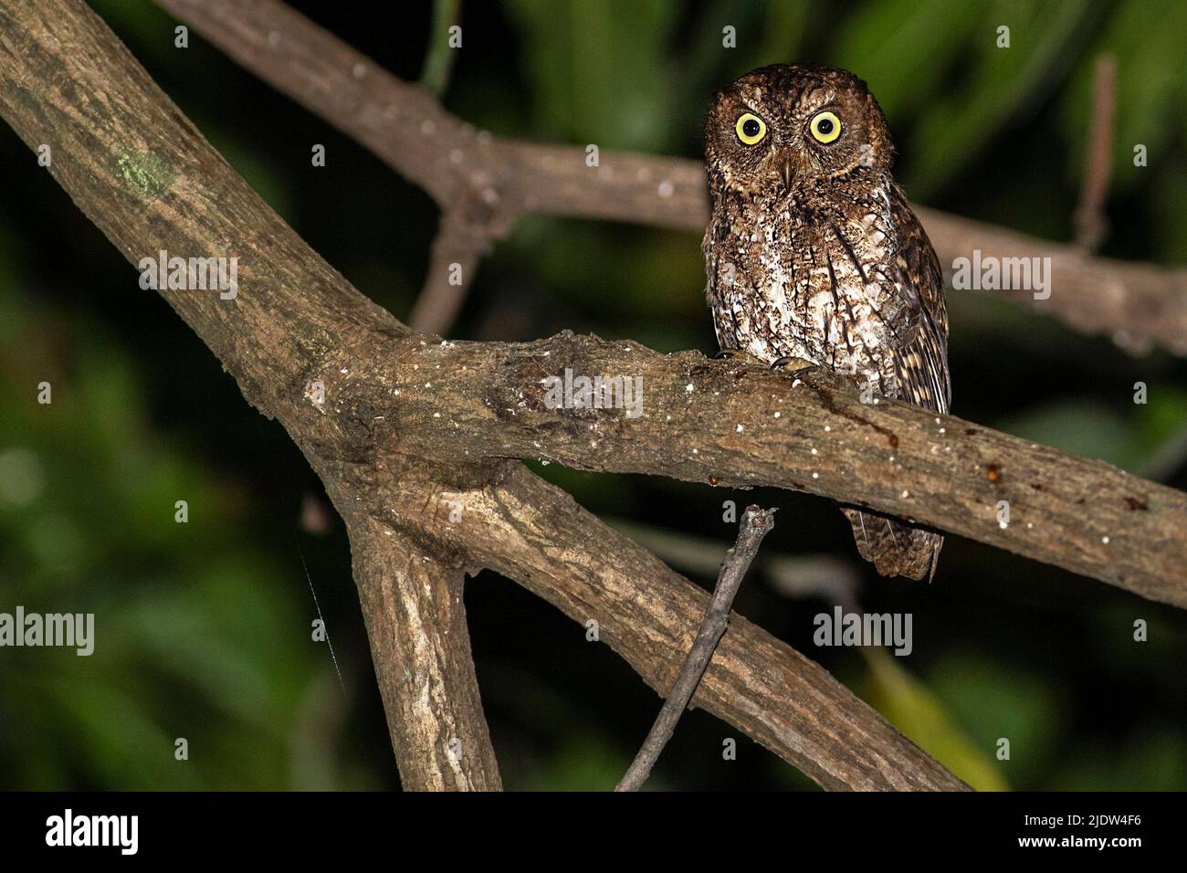 Otus manadensis manadensis sulawesiugle hi-res stock photography and ...