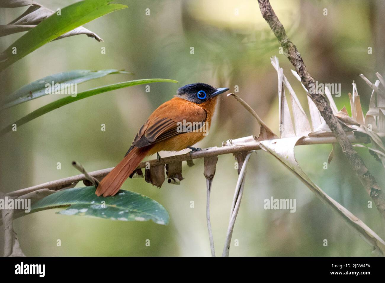 Female of the malagasy paradise flycatcher (Terpsiphone mutata, red ...