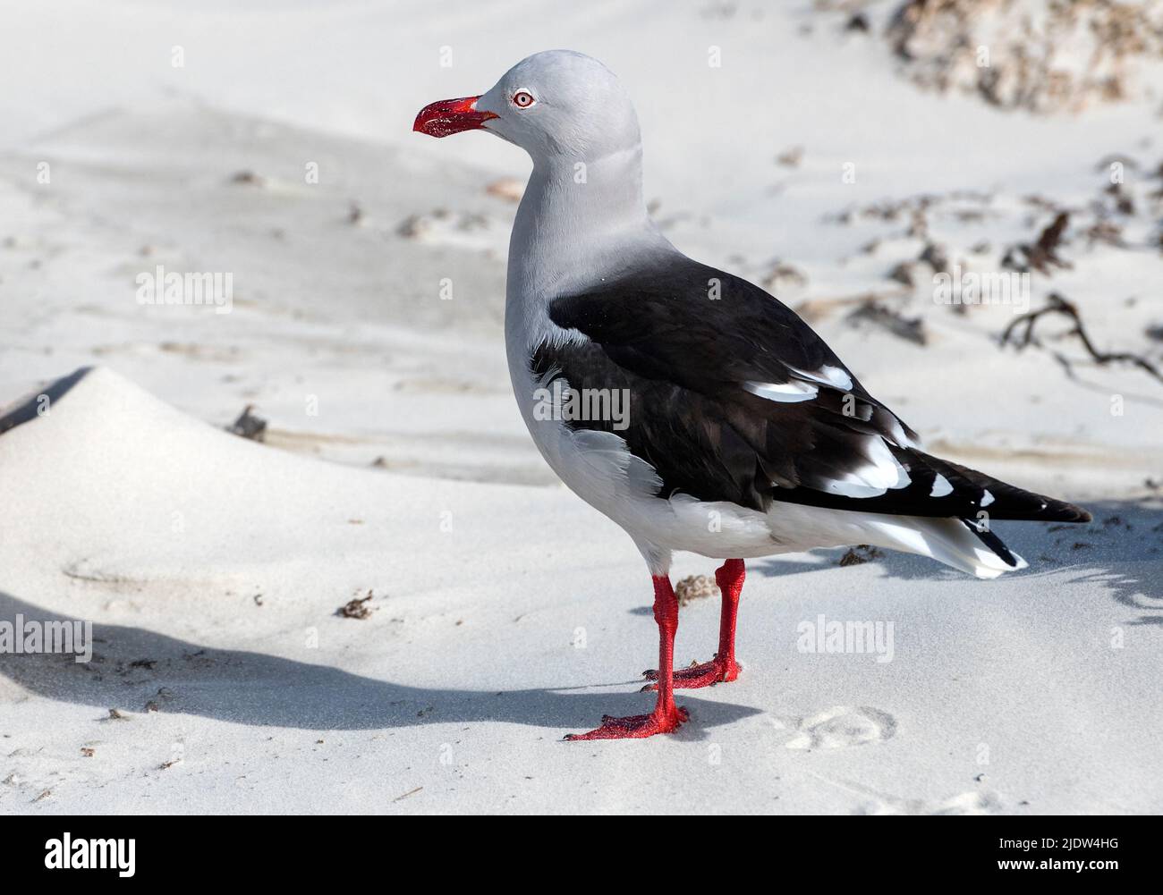 Dolphin Gull (Leucophaeus scoresbii) from Saunders Island, the Falkland ...