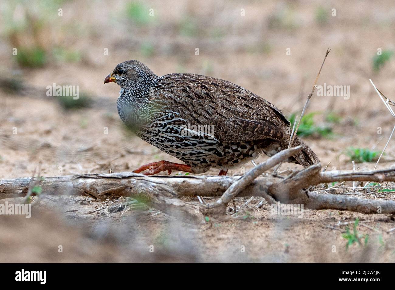 Natal francolin pternistis natalensis hi-res stock photography and ...