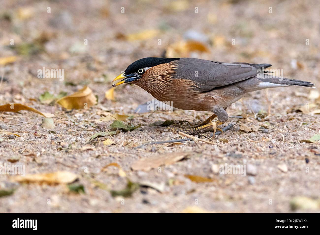 Brahminy starling (Sturnia pagodarum) from Jawai-area, Rajasthan, India ...