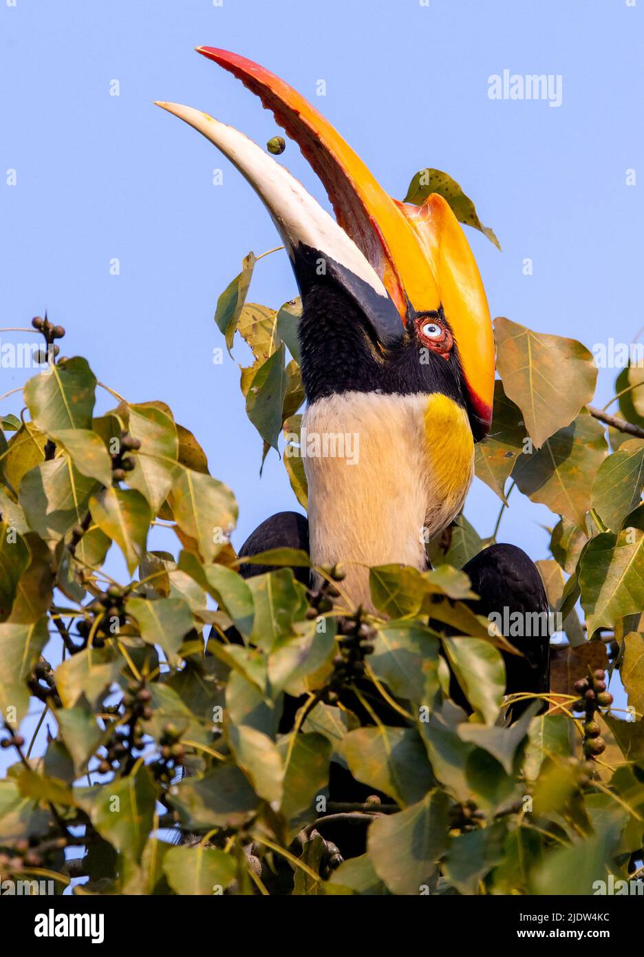 Great hornbills buceros bicornis hi-res stock photography and images ...