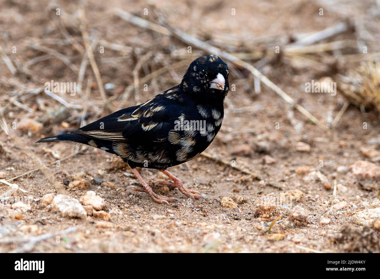Transitional phase of the village indigobird (Vidua chalybeata) from ...