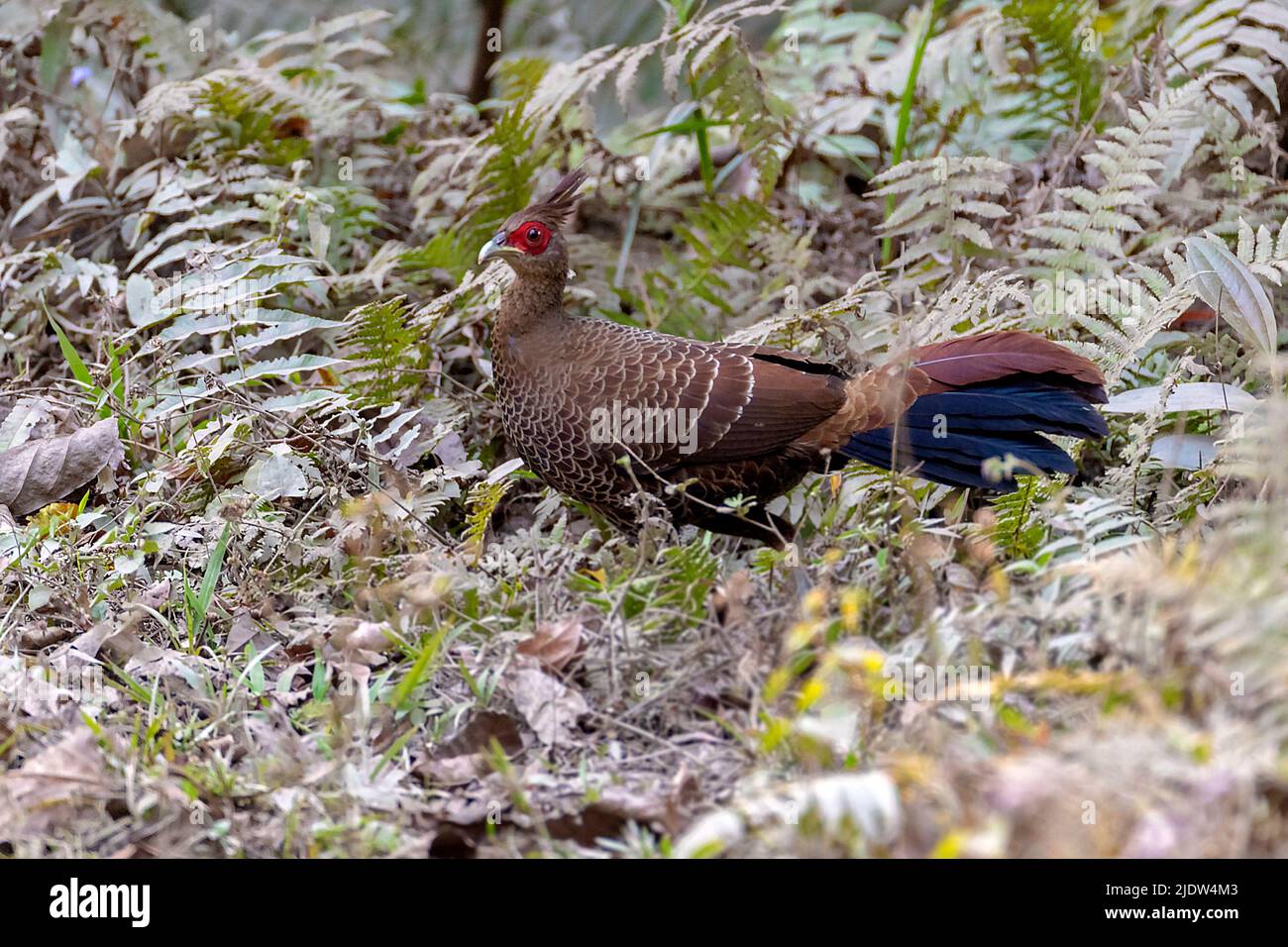 Kalij Pheasant (Lophura leucomelanos) from Kaziranga National Park ...