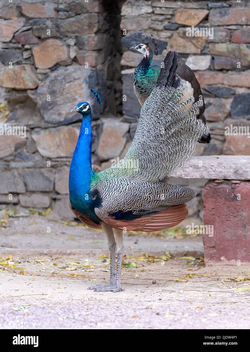 Galliformes india hi-res stock photography and images - Alamy