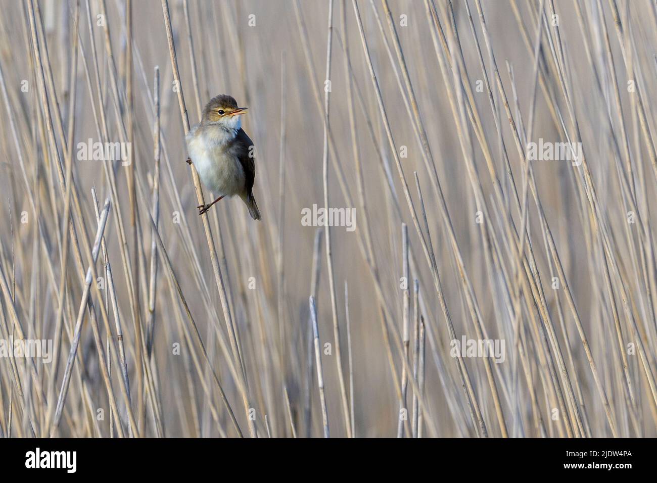 Eurasian reed warbler (Acrocephalus scirpaceus) from Vejlerne, northern ...