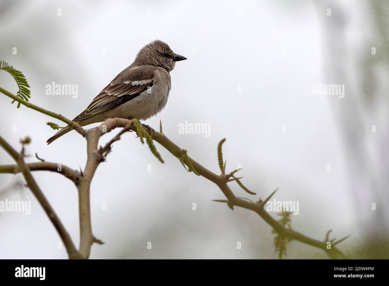 Chestnut-shouldered petronia (Petronia superciliaris) from Jawai ...