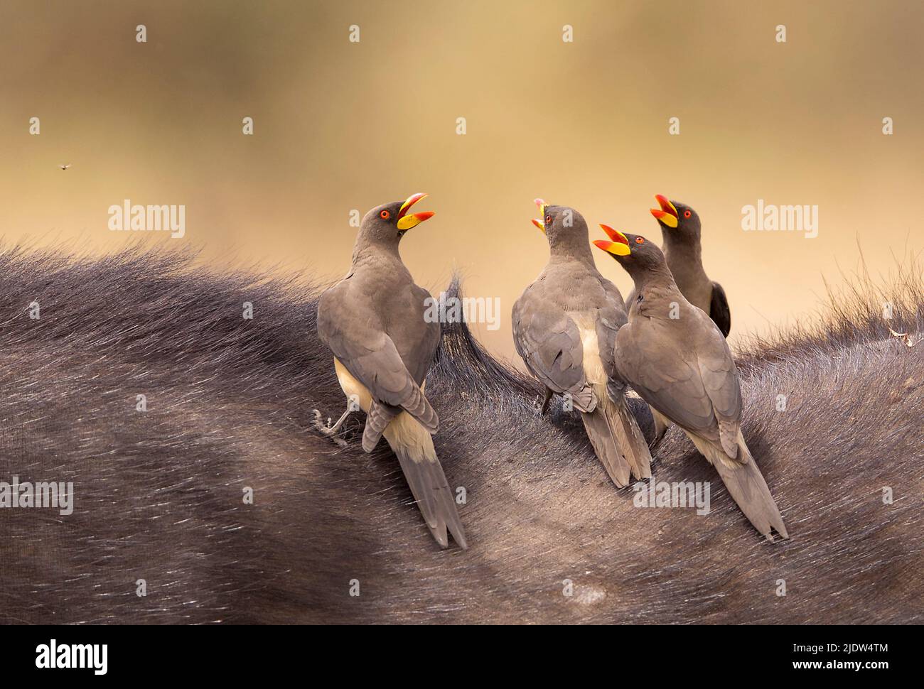 Yellow-billed oxpeckers (Buphagus africanus) gathering on the top of a ...