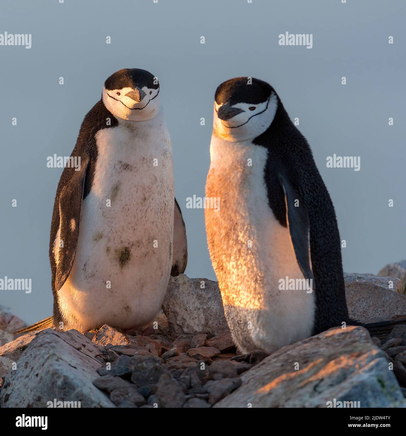 Pair of Chinstrap Penguins (Pygoscelis antarctica) at Useful Island ...