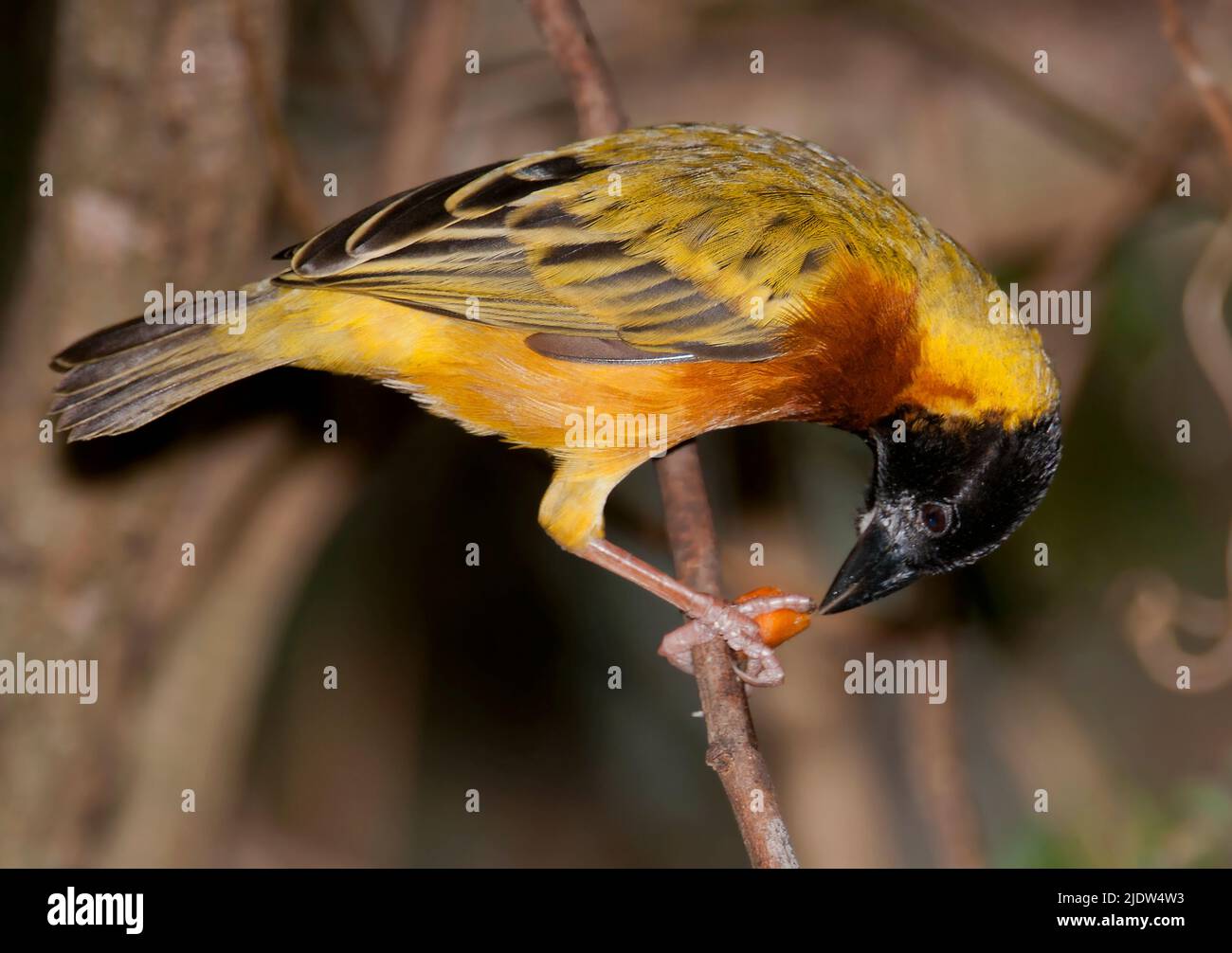 Yellow-backed Weaver (Ploceus melanocephalus) from Queen Elisabeth NP ...
