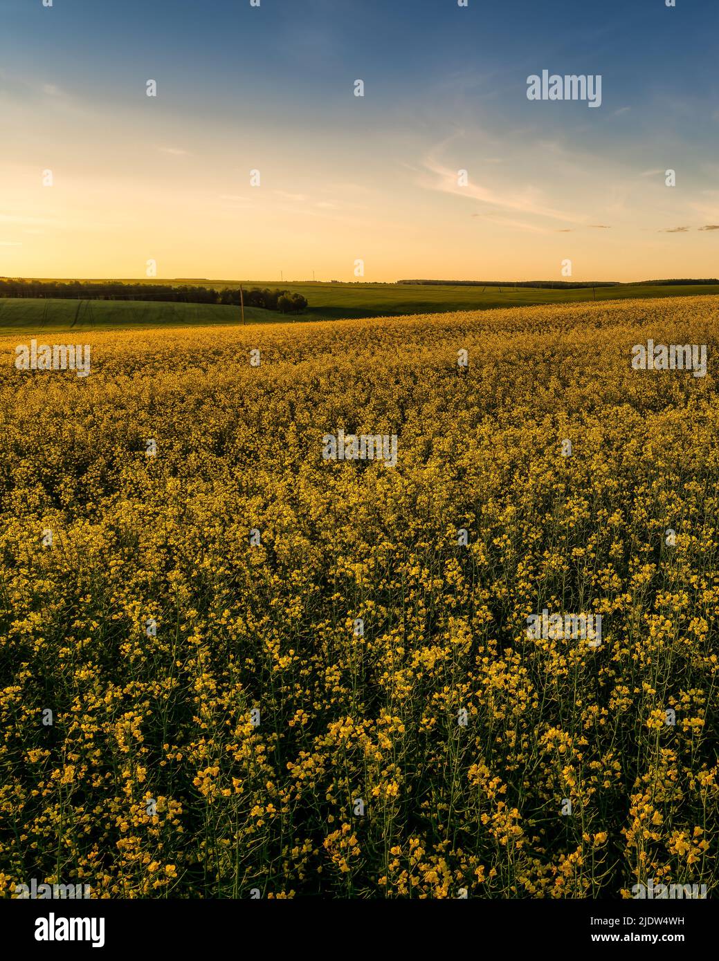 Agricultural flowering rapeseed field at sunset or sunrise. Rural ...