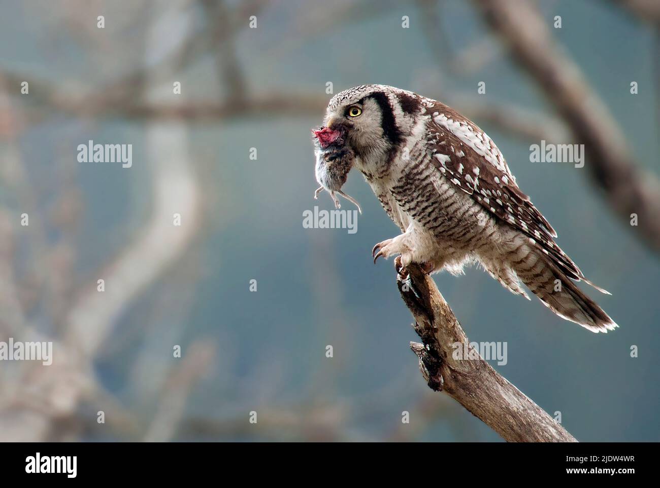 Surnia ulula eggs hi-res stock photography and images - Alamy
