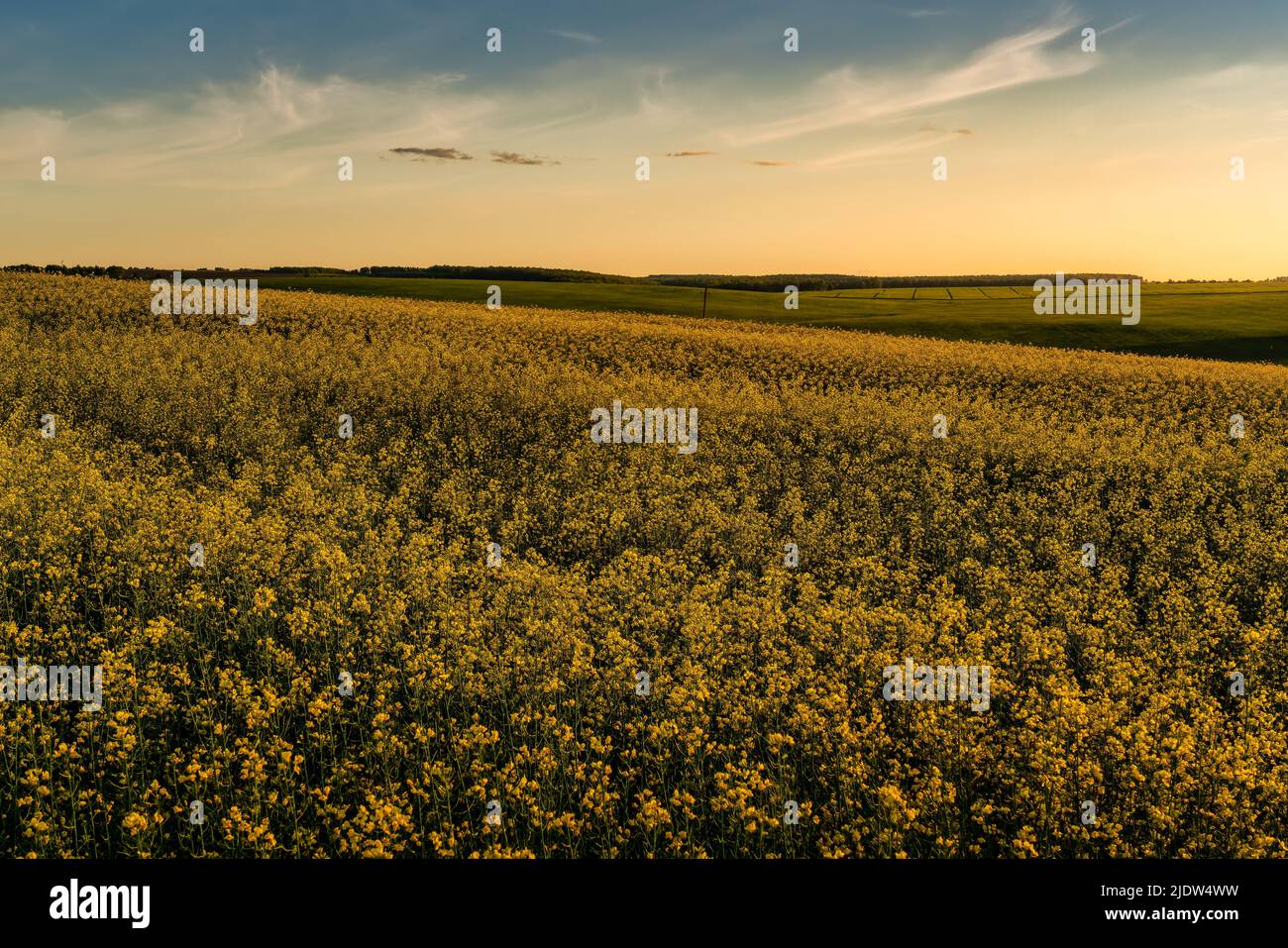 Agricultural flowering rapeseed field at sunset or sunrise. Rural ...