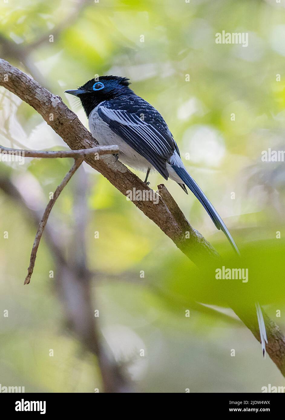 Male of the malagasy paradise flycatcher (Terpsiphone mutata, white ...
