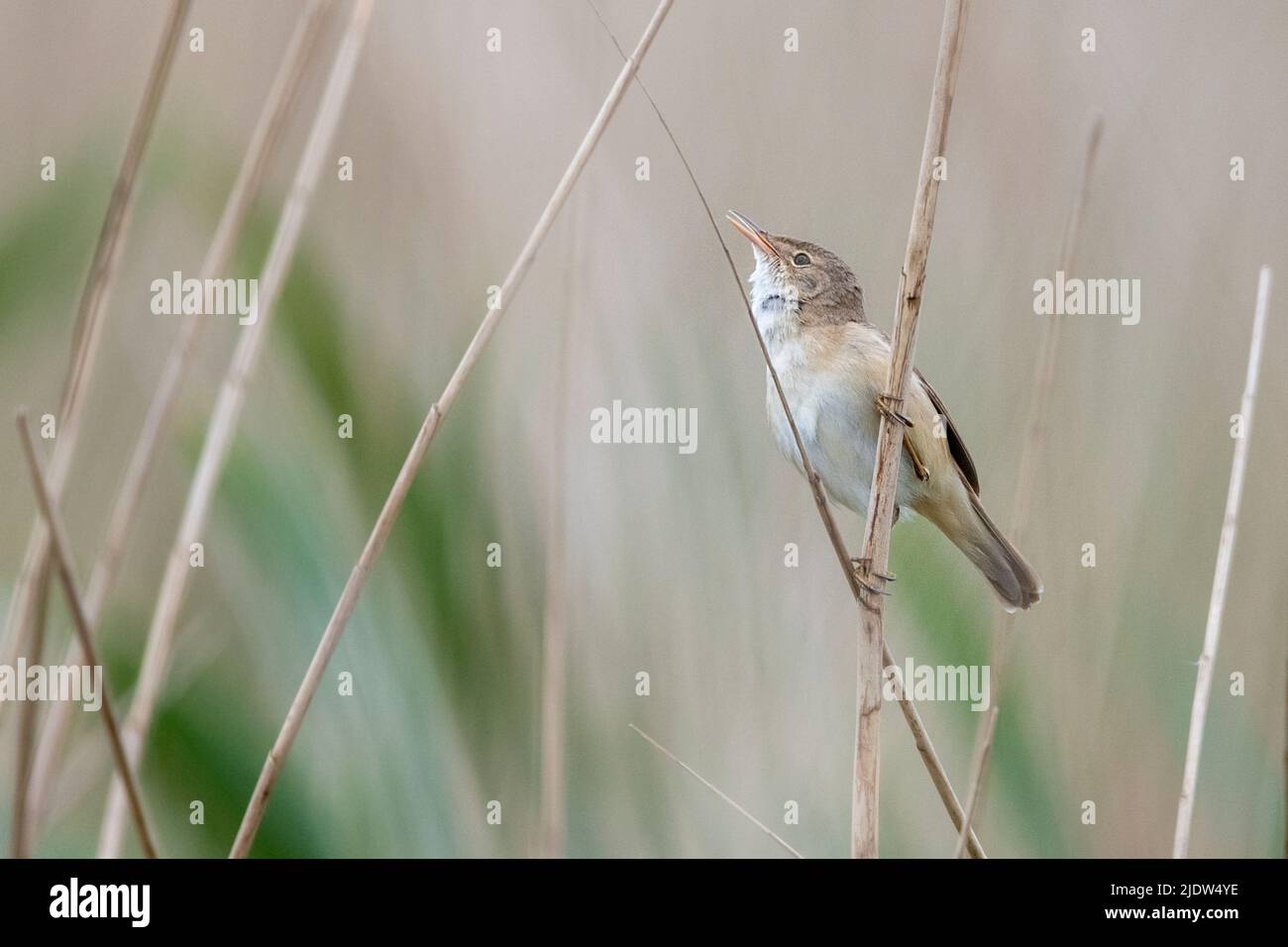 Eurasian reed warbler (Acrocephalus scirpaceus) from Vejlerne, northern ...