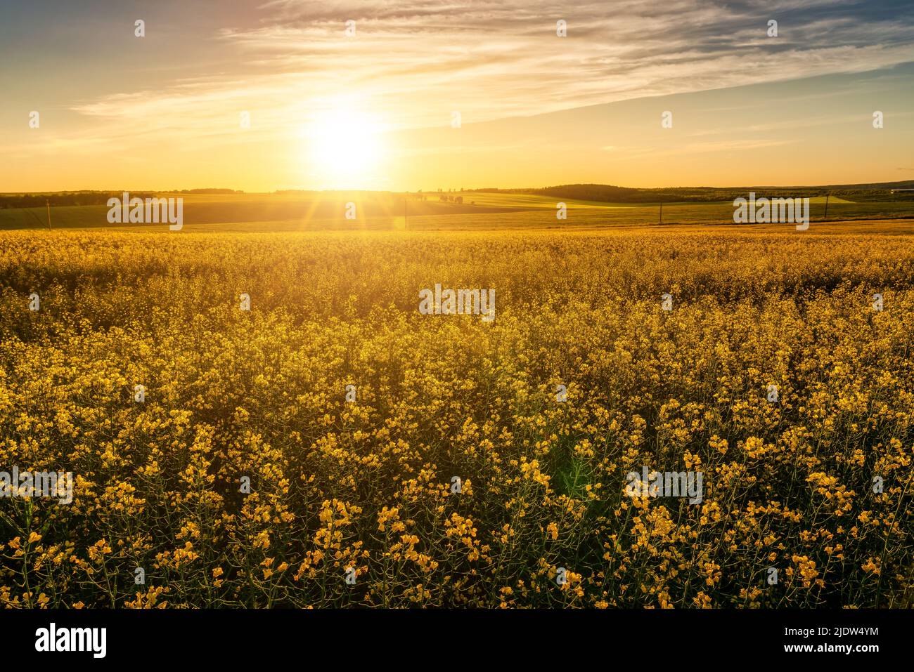 Agricultural flowering rapeseed field at sunset or sunrise. Rural ...