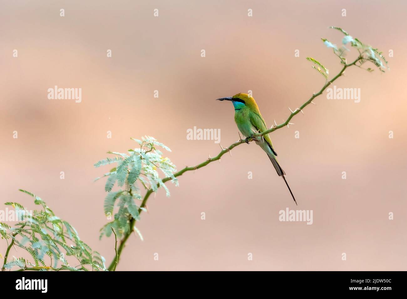 Little green bee-eater (Merops orientalis) from Rajasthan, India Stock ...