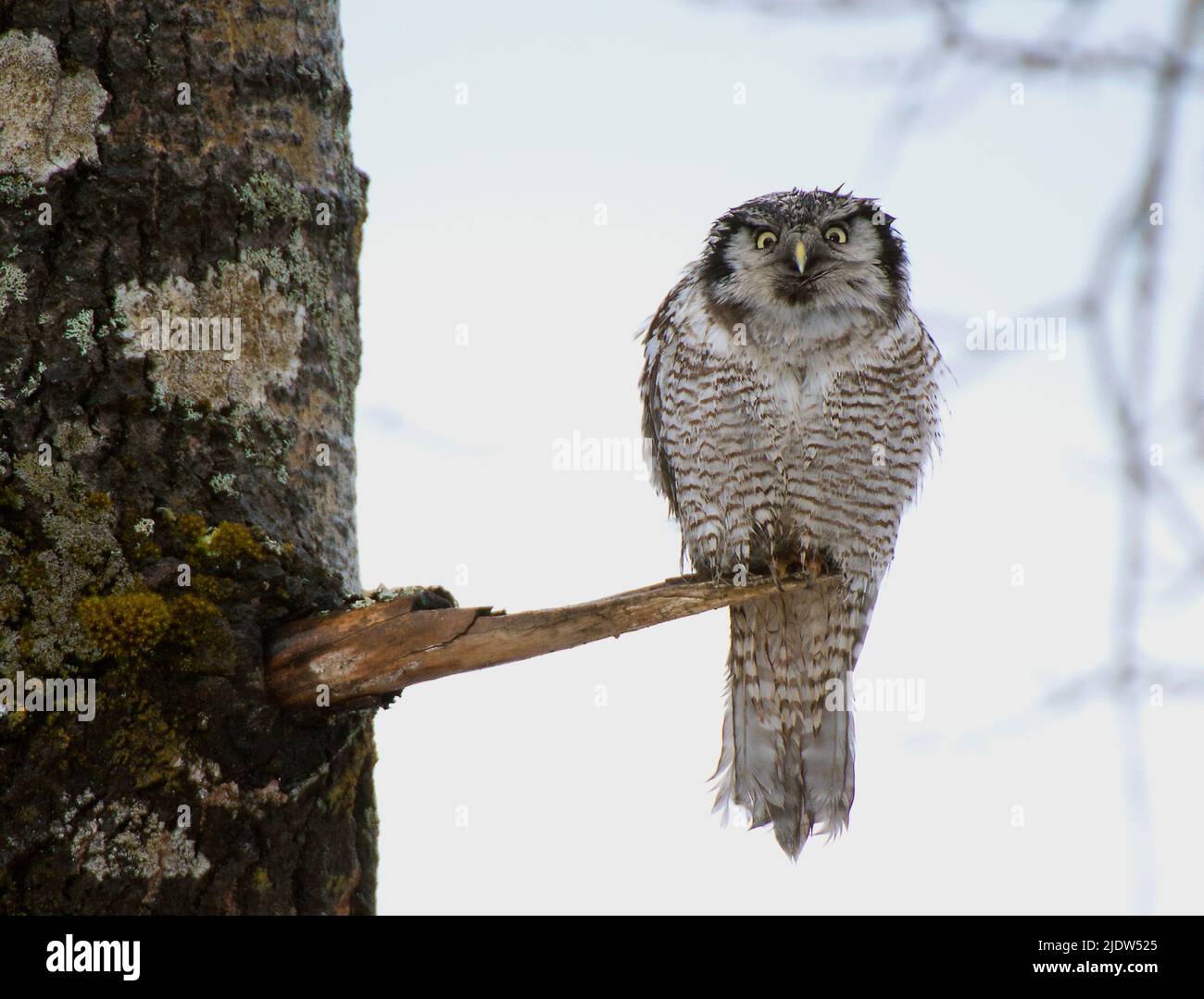 Northern Hawk Owl (Surnia ulula) from southern Norway Stock Photo - Alamy