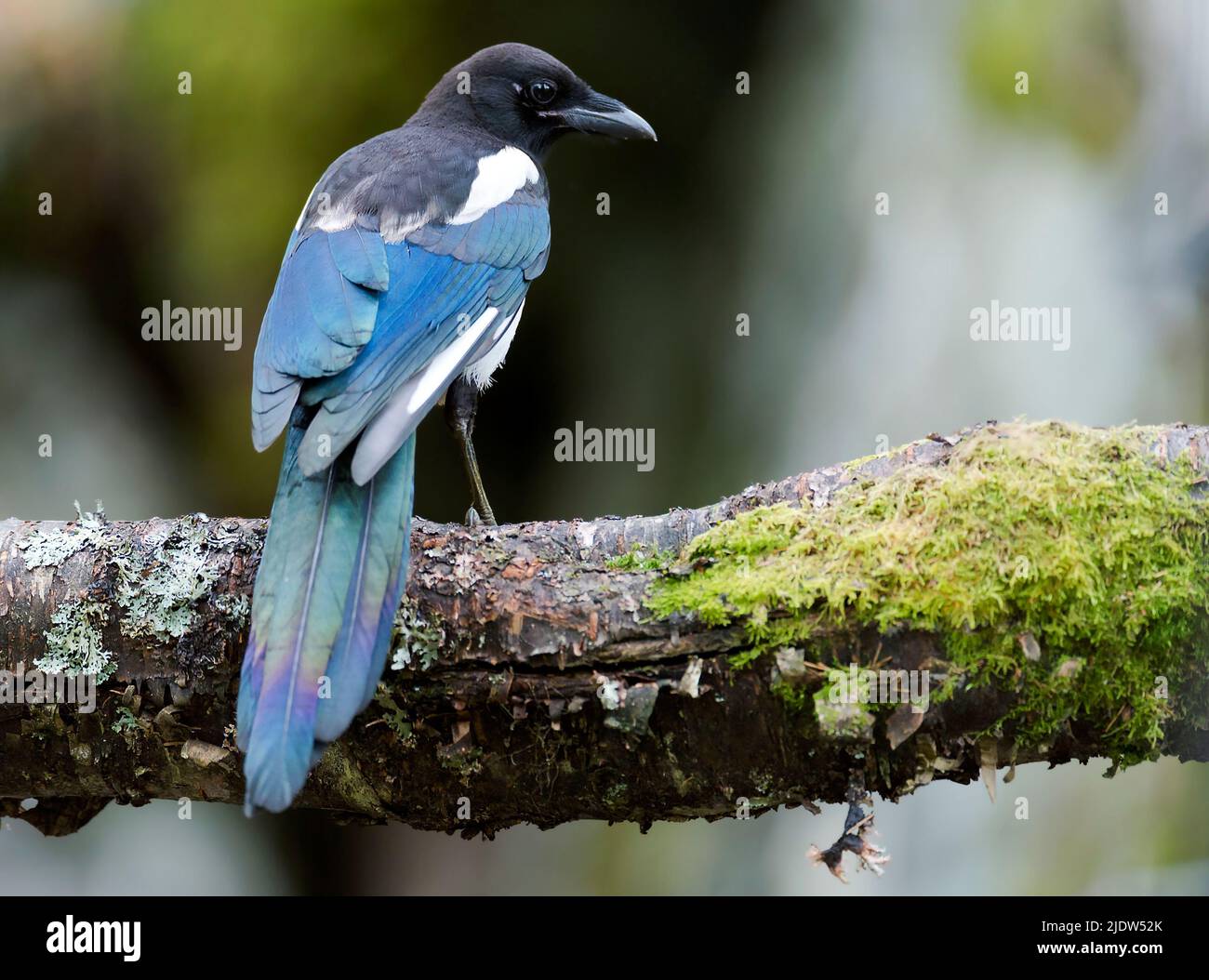 Common Magpie (Pica pica) from Telemark, Norway Stock Photo - Alamy